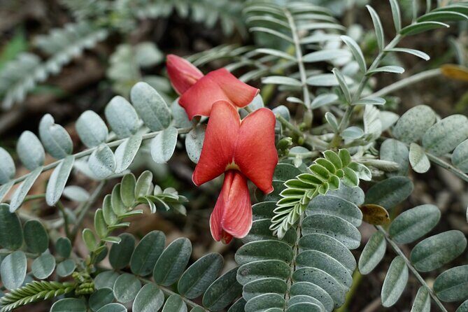 Work with Native Reforestation and Polynesian Agriculture in Maui - A Deep Dive into the Experience