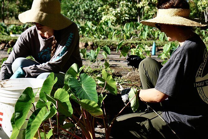 Work with Native Reforestation and Polynesian Agriculture in Maui - Who Should Consider This Tour?