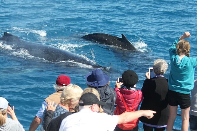 World class Whale Watching from Hervey Bay - Who Will Love This Whale Watching Tour?