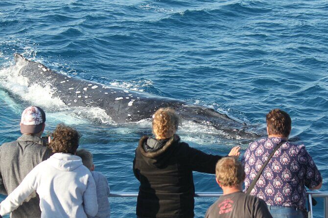 World class Whale Watching from Hervey Bay - FAQ