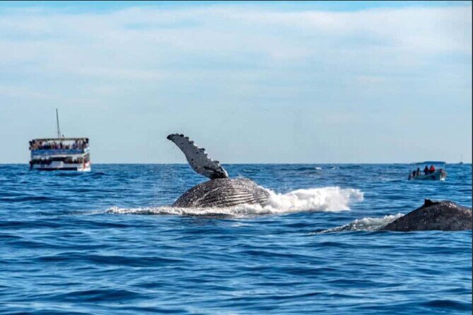 World Class Whale Watching with Breakfast and Open Bar - Summary and Who Will Love This Tour