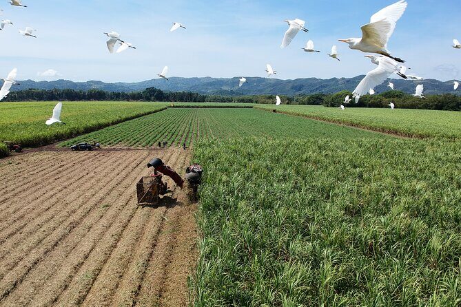 Worthy Park Estate Rum Tour from Ocho Rios - FAQs