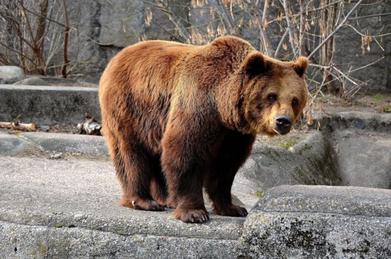 Wroclaw: Zoo with Private Transport and Tickets - Who Will Enjoy This Tour Most?