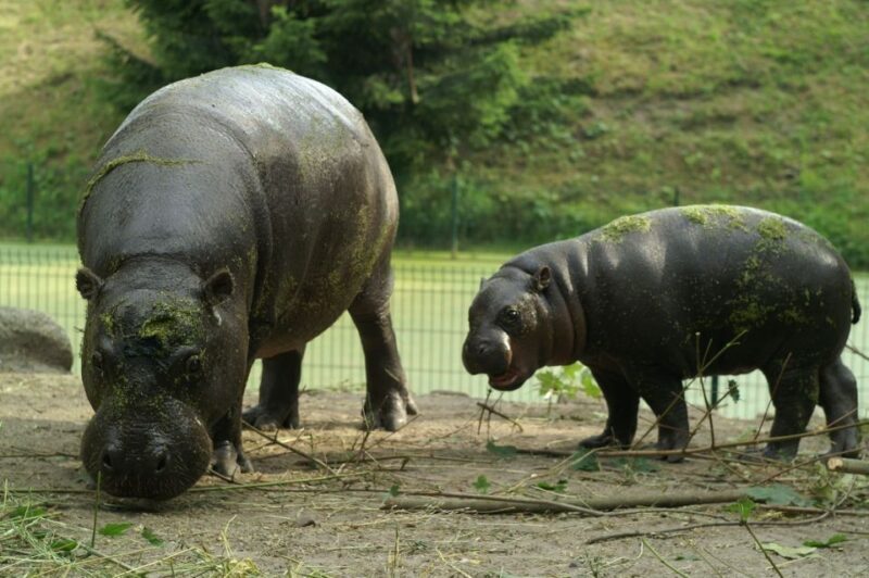 Wroclaw: Zoo with Private Transport and Tickets - Practical Tips