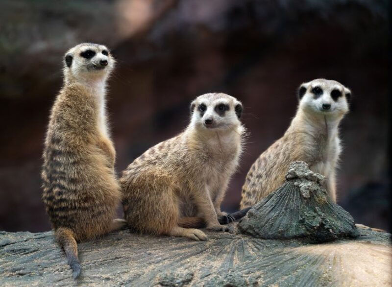 Wroclaw: Zoo with Private Transport and Tickets - FAQ