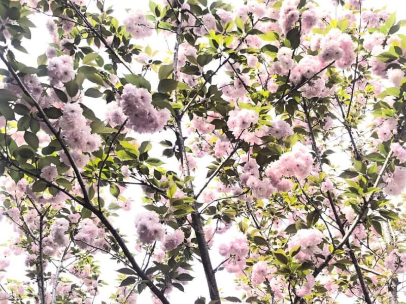 Wuhan: Sakura Blossom Tour with Hanfu Costume Try-On - Key Points