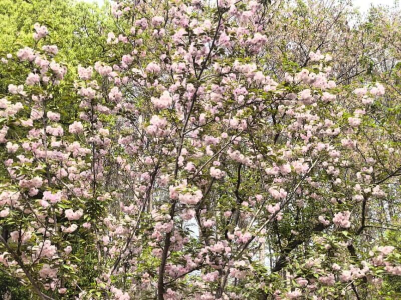 Wuhan: Sakura Blossom Tour with Hanfu Costume Try-On - A Full-Day in Bloom: The Heart of Wuhan’s Cherry Blossom Season