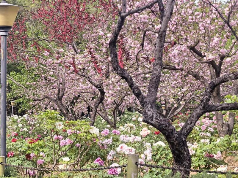 Wuhan: Sakura Blossom Tour with Hanfu Costume Try-On - Final Thoughts: Is This Tour for You?