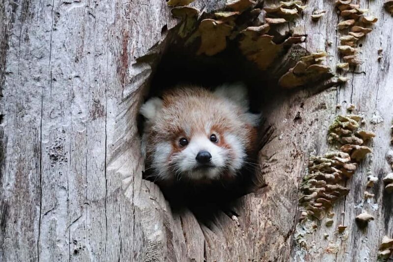 Wuppertal: Admission to the Wuppertal Green Zoo - Key Points