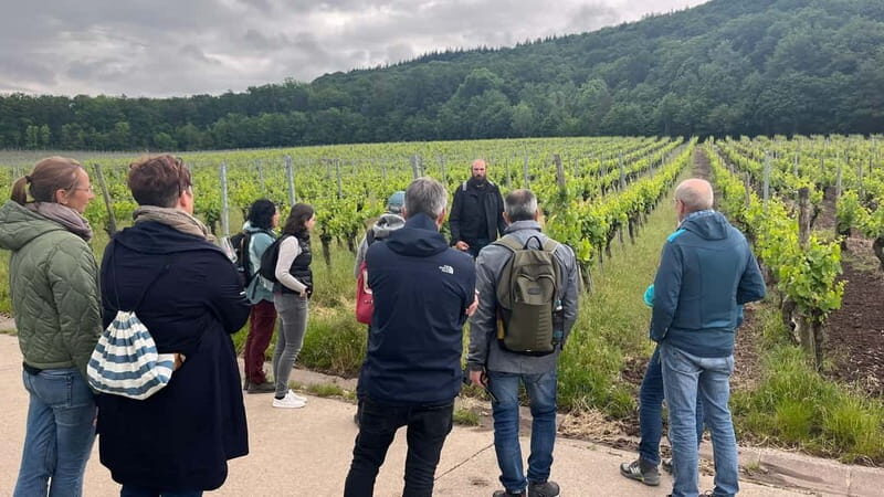 Würzburg: Excursion to the vineyards - enjoyable wine hike & tasting - Who will enjoy this tour?