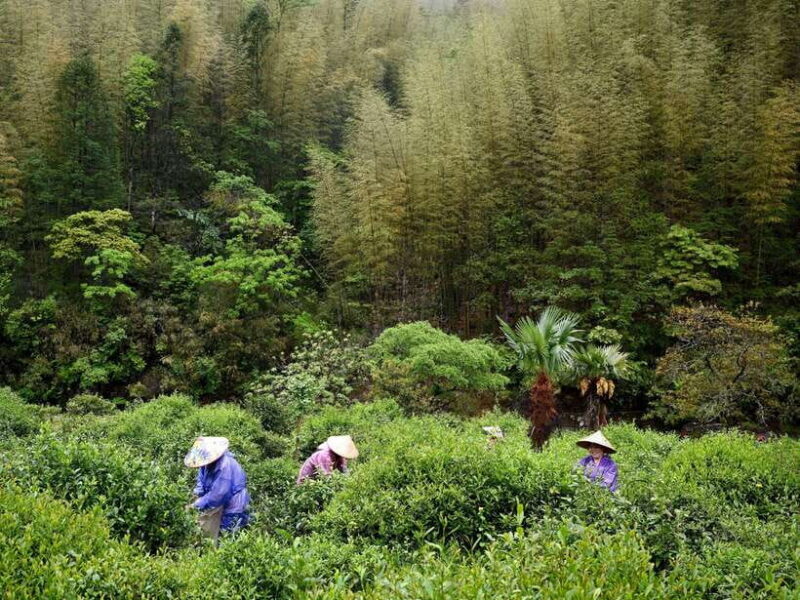 Wuyishan: 3-Day Tea Culture and Bamboo Rafting Tour - Key Points