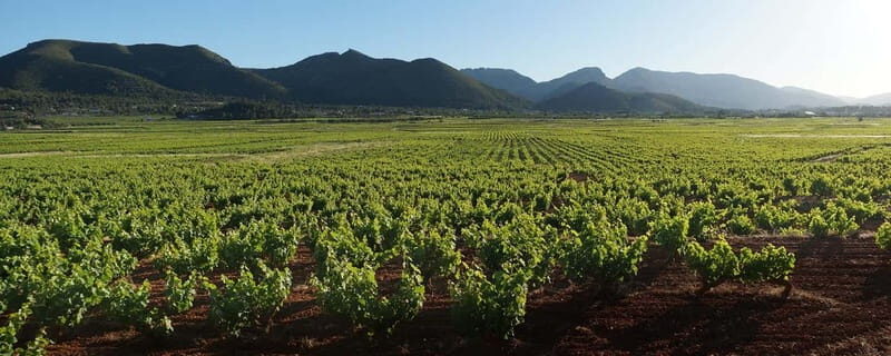 Xalo: Vineyard Tour with Wine Tasting and Snacks - Key Points