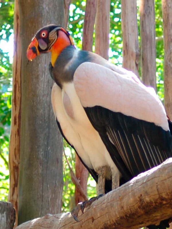 Xcaret Plus Ticket - How the Experience Comes Together