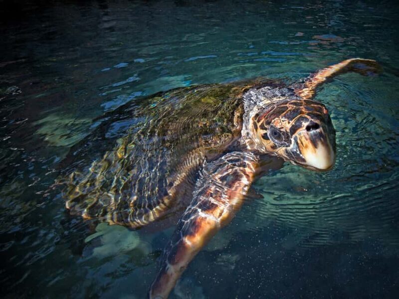 Xcaret Plus Ticket - The Sum Up