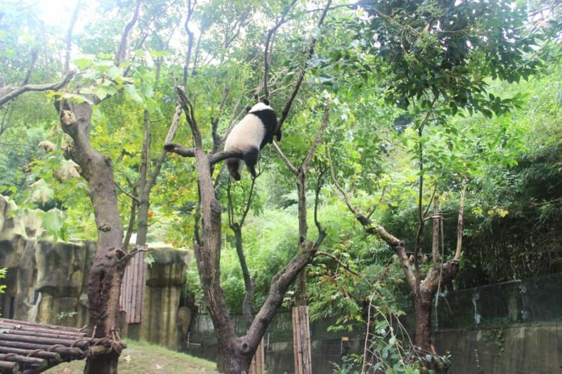 Xi'an/Chengdu Giant Panda Base Day Trip - A Deep Dive into the Experience