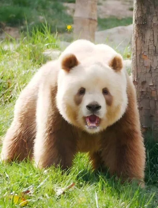 Xi'an: Qinling Four Rare Animals Park & Brown Panda Ticket - An Authentic Conservation Experience Close to Xi’an
