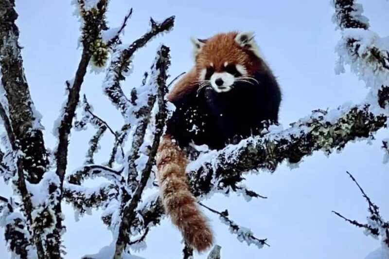 Xiling Snow Mountain Day Trip  Ski, Cableway & Cloud Views - The Journey to Snow-Covered Peaks