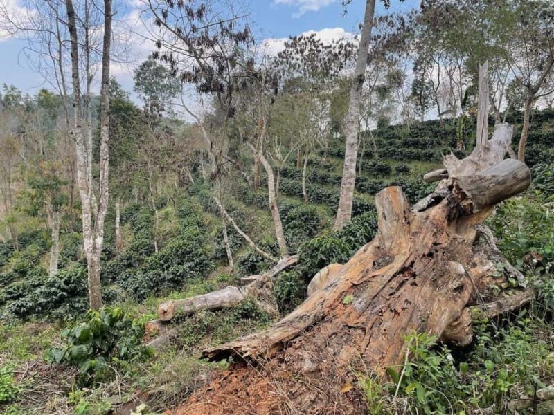 Xishuangbanna: Ancient Tea Forests and Modern Coffee Trails - FAQ