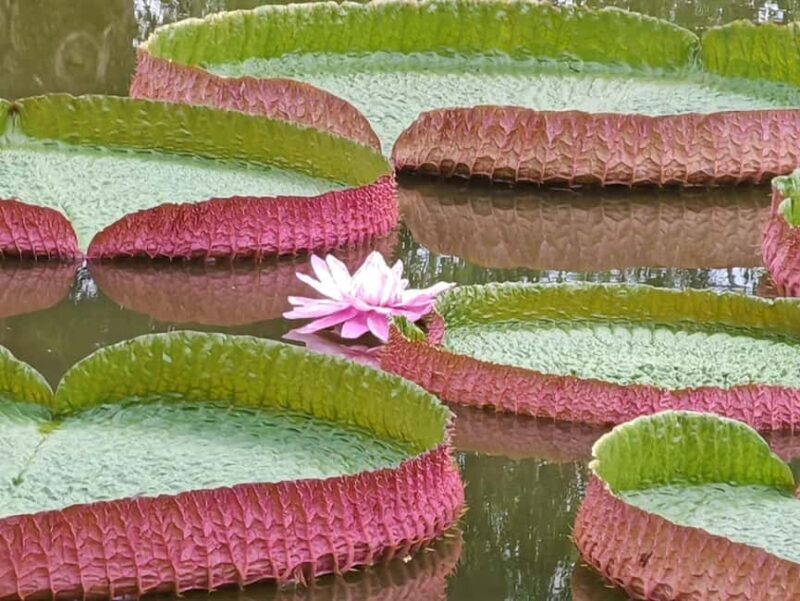 Xishuangbanna: Botanical Garden and Dai Garden 1-Day Tour - Key Points