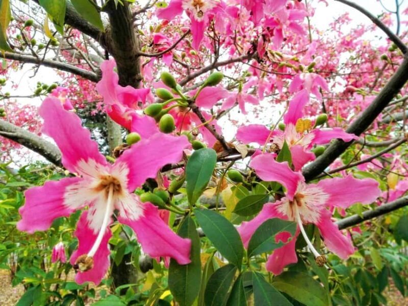 Xishuangbanna: Botanical Garden and Dai Garden 1-Day Tour - Introduction: An Authentic Day in Xishuangbanna