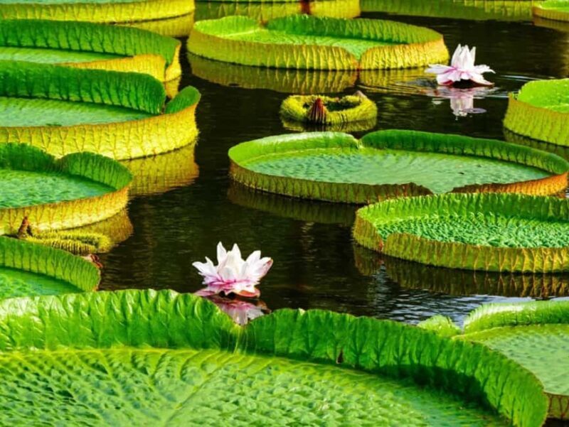 Xishuangbanna: Botanical Garden and Dai Garden 1-Day Tour - What to Expect: Practical Details and Tips