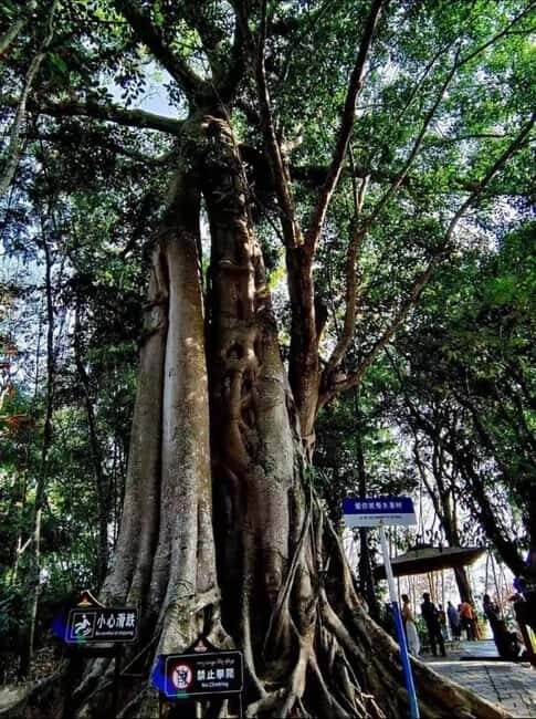 Xishuangbanna: Day Trip to Daluo - What Makes This Tour Valuable