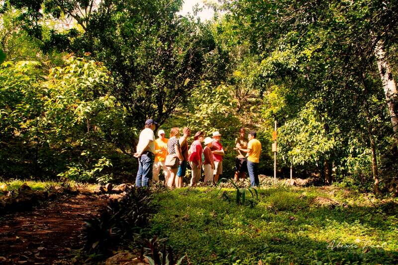 Xkopek, Mayan Bees Tour and Honey Tasting in Valladolid - An Engaging Introduction to Mayan Bees