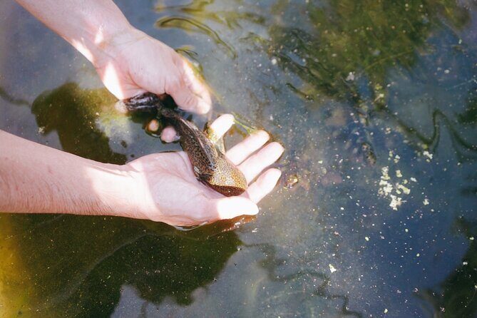 Xochimilco Ancestral Ajolotos Chinampas and Living Tradition - Unpacking the Experience: What to Expect on the Tour