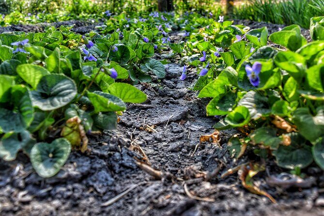 Xochimilco Ancestral Ajolotos Chinampas and Living Tradition - Who’s This Tour For?