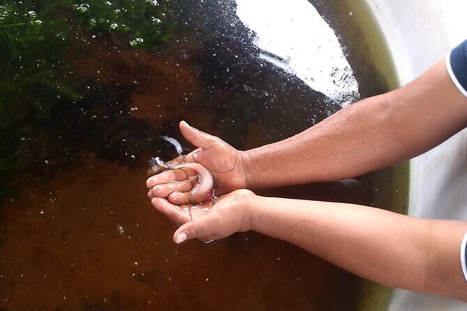 Xochimilco Ancestral Ajolotos Chinampas and Living Tradition - FAQ