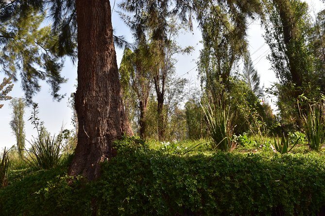 Xochimilco & Coyoacán Private Tour - FAQ