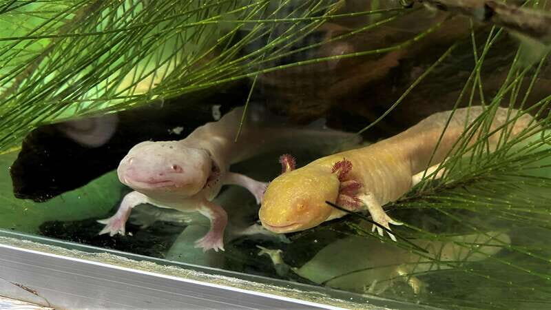 Xochimilco Day Trip: Farmland Food and Hop on a Trajinera - Visiting the Axolotl Refuge