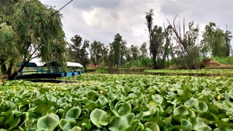 Xochimilco Day Trip: Farmland Food and Hop on a Trajinera - Practical Details and Logistics