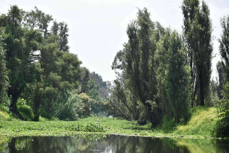 Xochimilco Serene: A Calm Cultural Escape from the Crowds - Who Will Love This Experience?