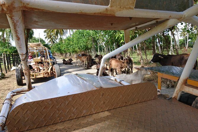 Xtreme Buggy 4 hours Dune Buggy & Country side experience - Final Word