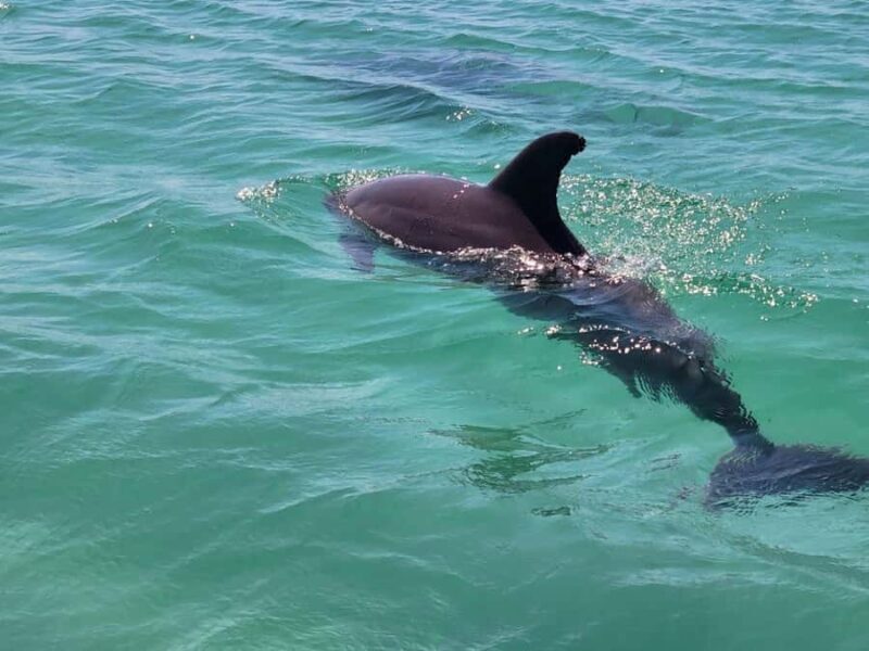 Xtreme H2o Destin: Jet Ski Dolphin Tour - An Adventure on the Water: What to Expect