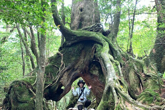 Yakushima 1 day SHIRATANI UNSUIKYO Walking with ENGLISH Speaking Guide - A Closer Look at the Tour Itinerary