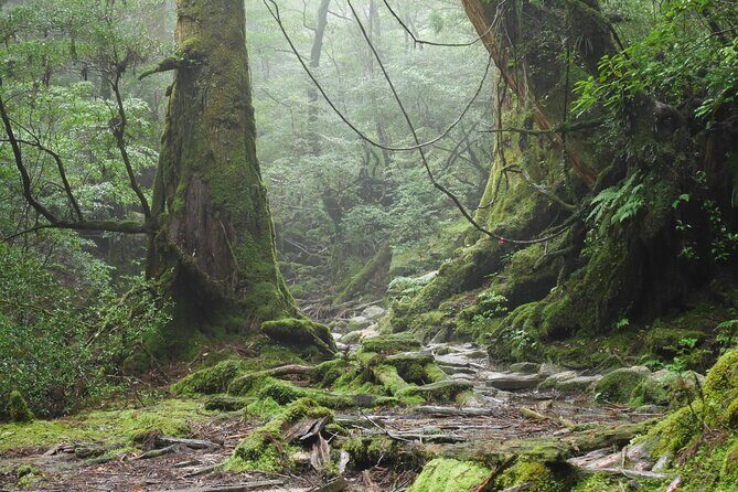 Yakushima 1 day SHIRATANI UNSUIKYO Walking with ENGLISH Speaking Guide - The Sum Up