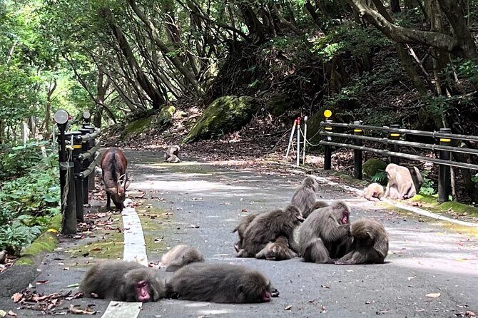 Yakushima Electric Bike Rentals - FAQ