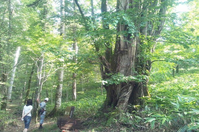 Yakusugi Cedar Forest Walking Tour on Yakushima Island - The Easy and Scenic Walk in Yakusugi Land