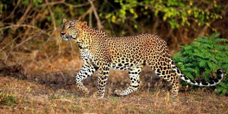 Yala: 1 Day Leopard Safari with Picnic Lunch from Hambantota - Introduction: What This Tour Offers and Why It’s Worth Considering