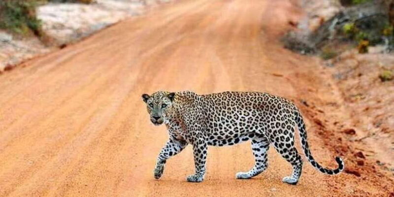 Yala: 1 Day Leopard Safari with Picnic Lunch from Hambantota - The Practicalities: What’s Included and What’s Not