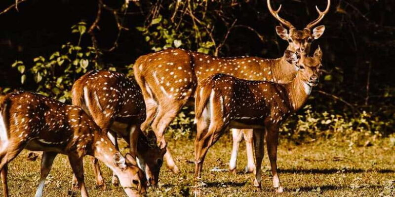 Yala: 1 Day Leopard Safari with Picnic Lunch from Hambantota - The Value of This Tour