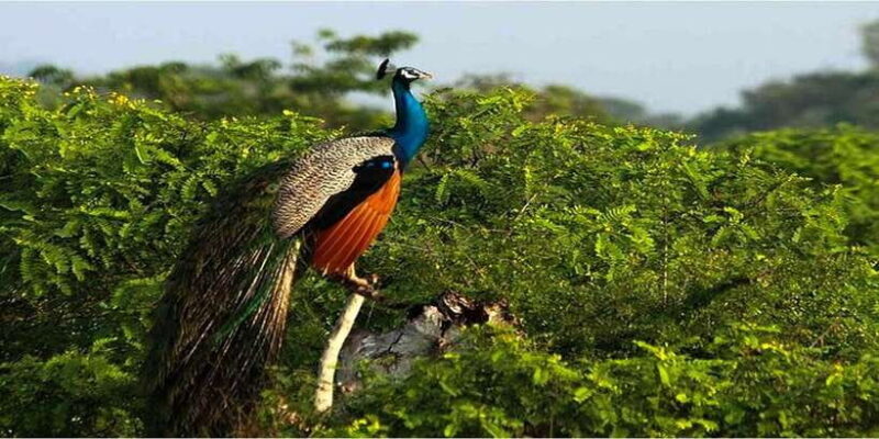 Yala: 1 Day Leopard Safari with Picnic Lunch from Hambantota - FAQ