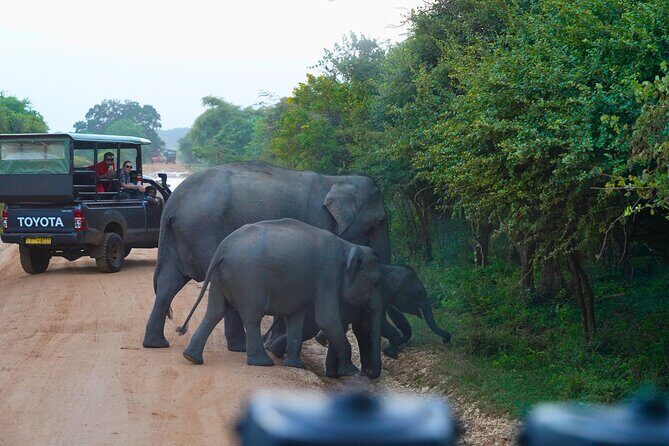 Yala 4h Jeep Safari: Guided Wildlife Experience (All Inclusive) - An In-Depth Look at the Yala 4-Hour Jeep Safari