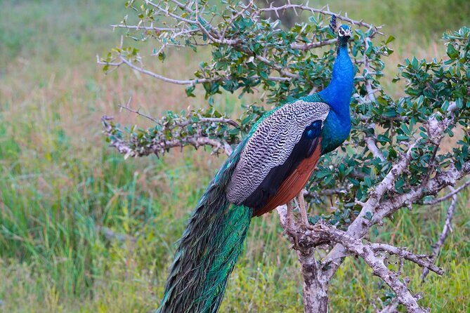 Yala 4h Jeep Safari: Guided Wildlife Experience (All Inclusive) - The Sum Up: Is it Worth It?