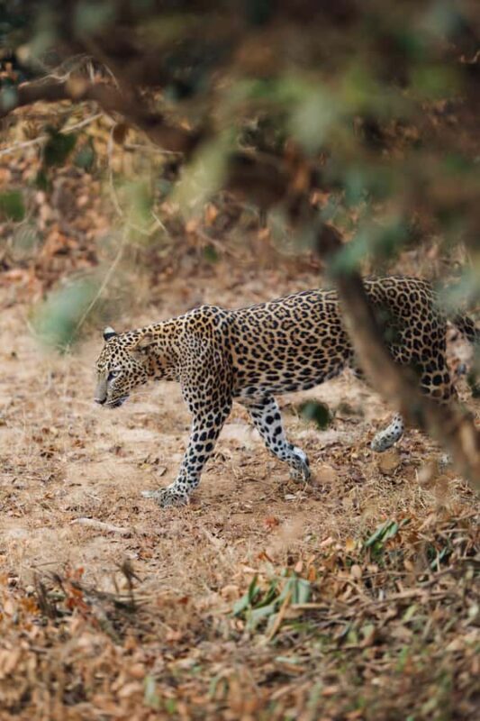 Yala and Udawalawe National Park Safari one Day-All included - Practical Details and Considerations