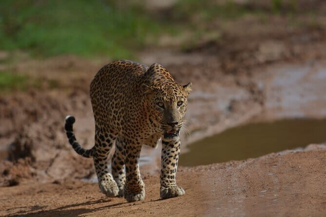 Yala Best Extended Half Day Safari By Ceylon Leopard Safari - Key Points