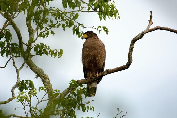 Yala Best Extended Half Day Safari By Ceylon Leopard Safari - Your Guide to the Yala Safari Experience