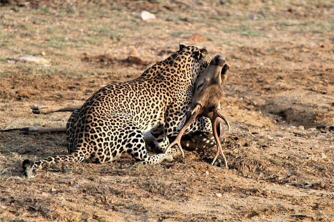 Yala Best Extended Half Day Safari By Ceylon Leopard Safari - FAQ